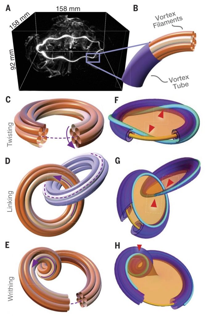Helicity dynamics of thin-core vortices | Van Rees Lab
