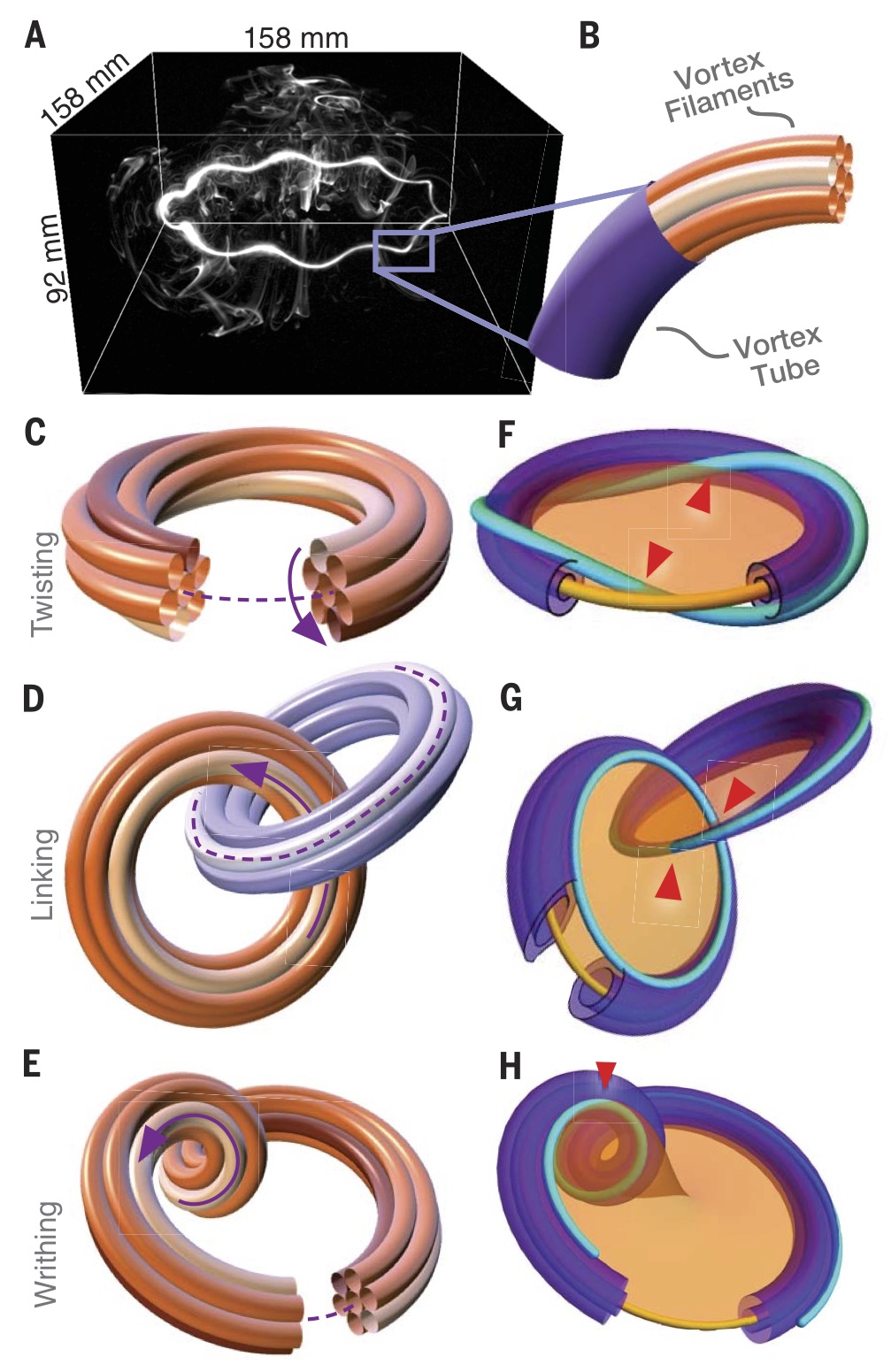 Helicity dynamics of thin-core vortices | Van Rees Lab